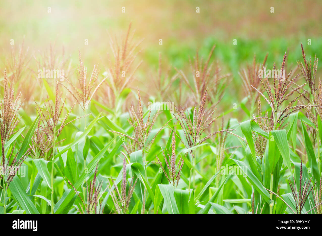 Corn field background / Green corn field with flower corn growing up in ...
