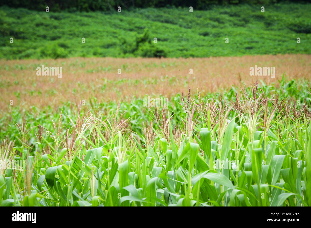 Corn field background / Green corn field with flower corn growing up in ...