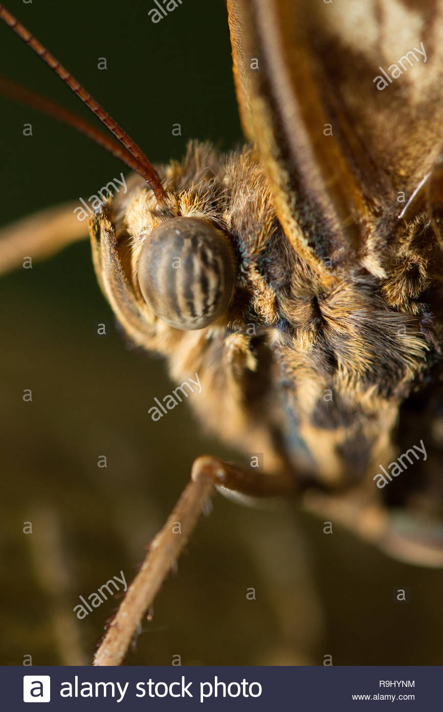 Butterfly Face Stock Photos & Butterfly Face Stock Images - Alamy