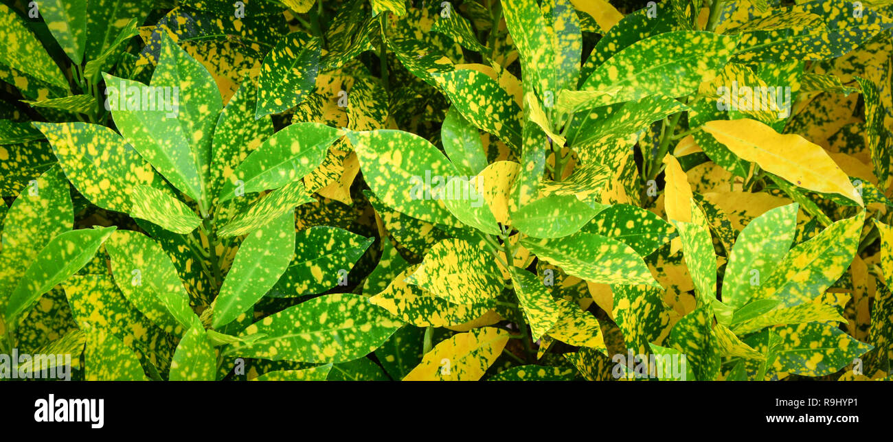 Crotons High Resolution Stock Photography and Images - Alamy