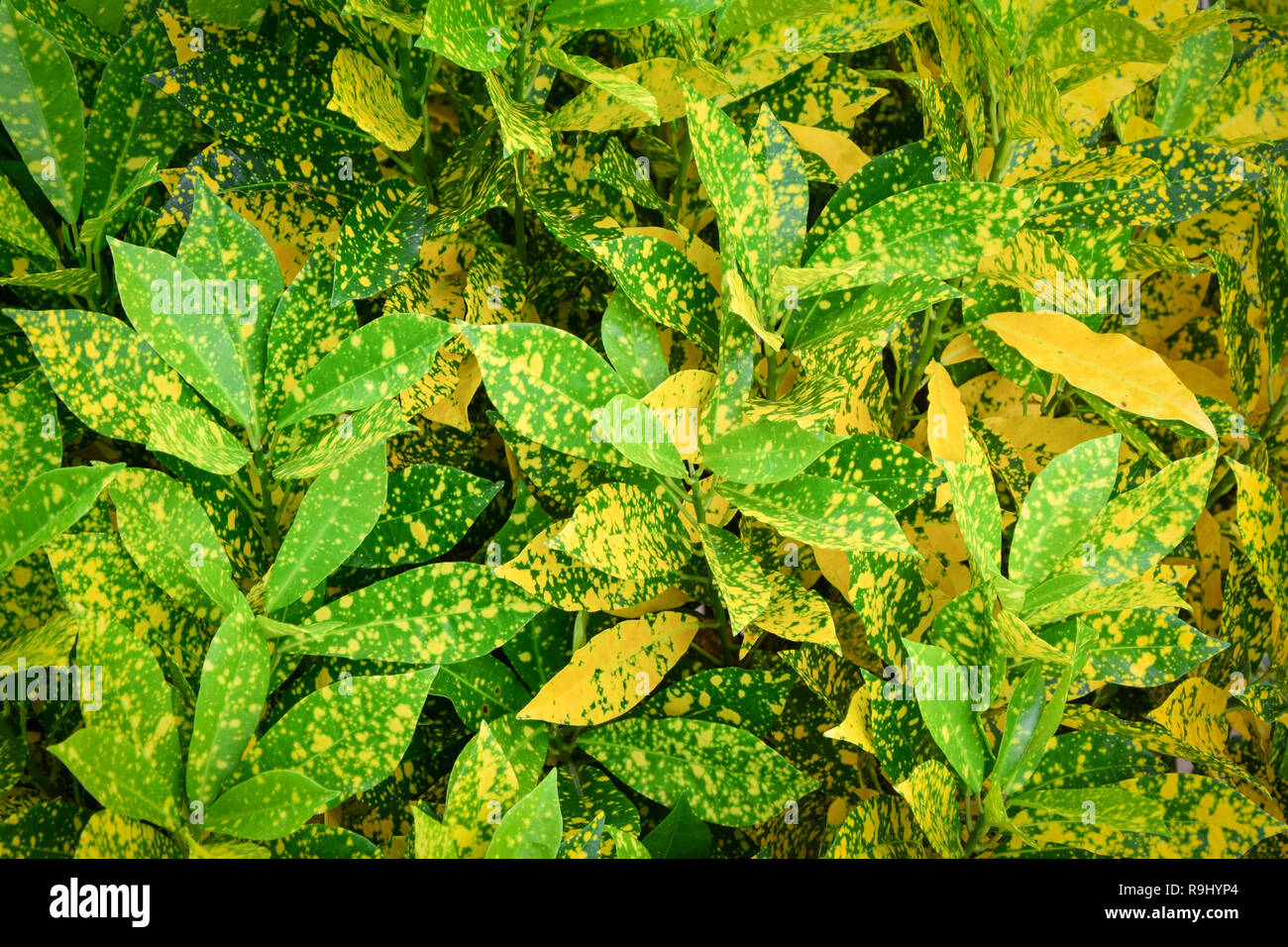 Crotons High Resolution Stock Photography and Images - Alamy