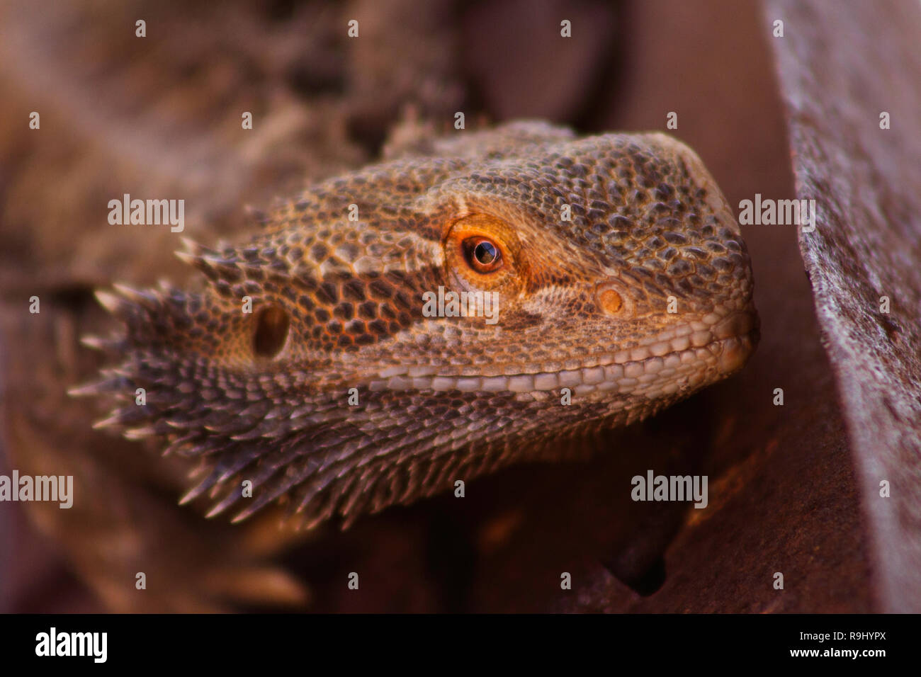 Desert bearded dragon hi-res stock photography and images - Alamy