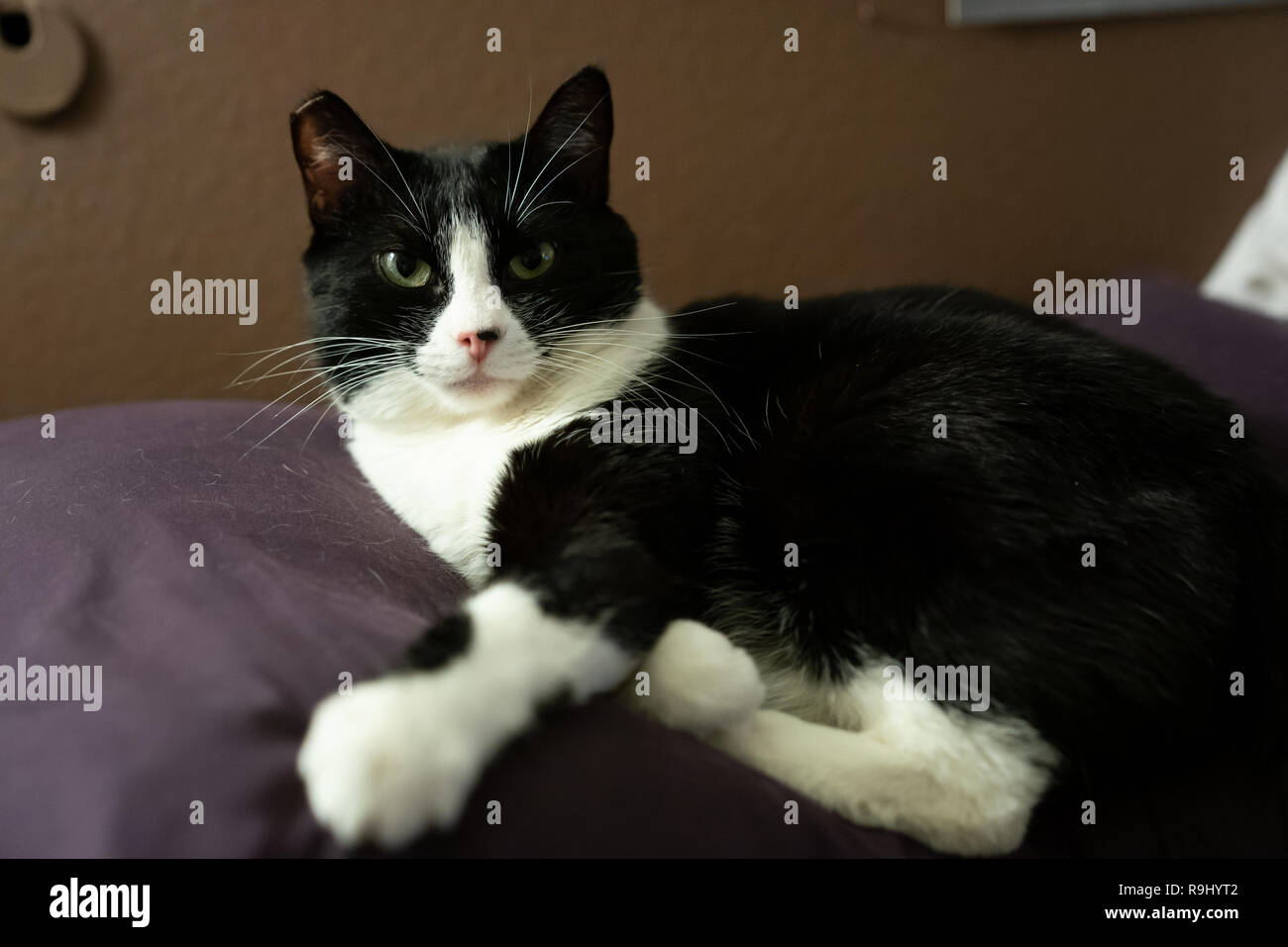 Feral cat ear tip hi-res stock photography and images - Alamy