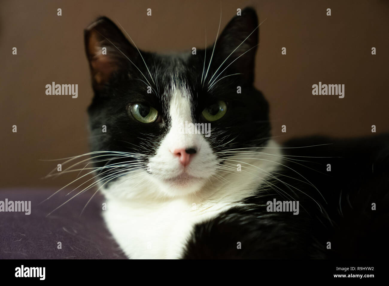 Feral cat ear tip hi-res stock photography and images - Alamy