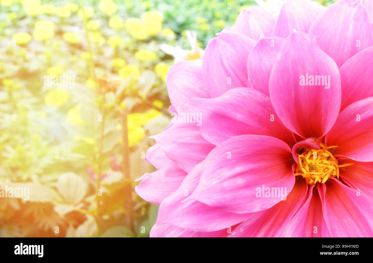 Hot pink dahlia flower / Calendula of Pink flower bloom in the summer ...