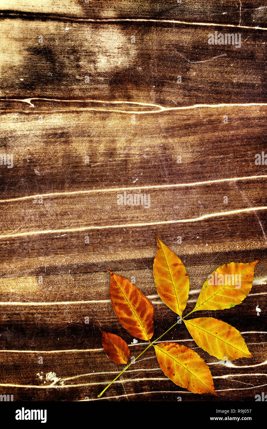 Grunge background with autumn leaf Stock Photo - Alamy