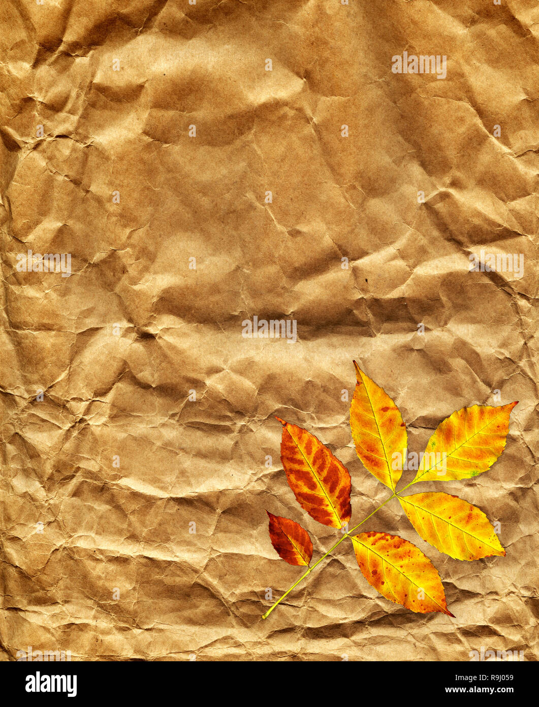 Old paper texture and autumn leaf Stock Photo - Alamy