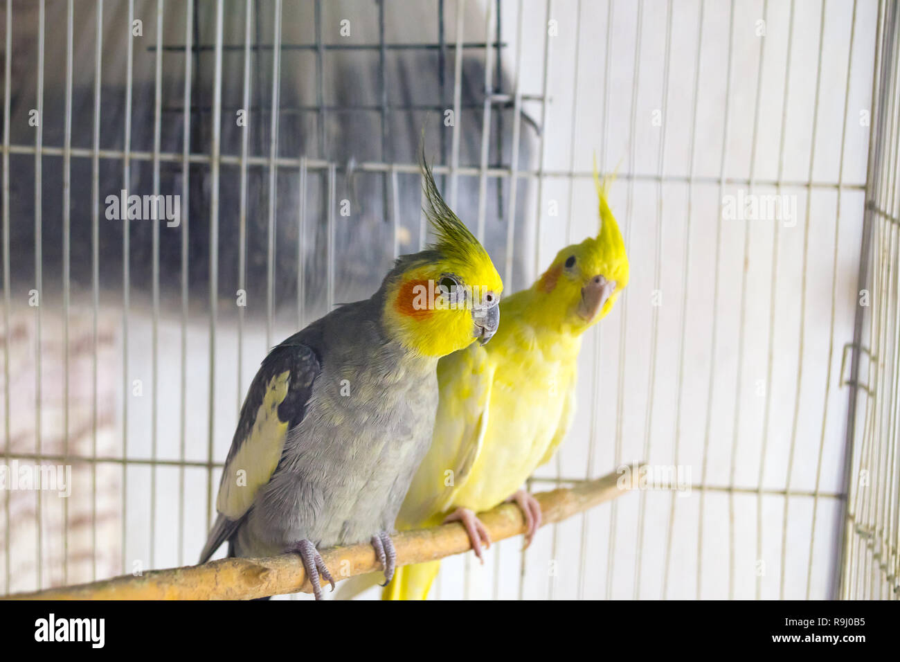 Corella pet hi-res stock photography and images - Alamy