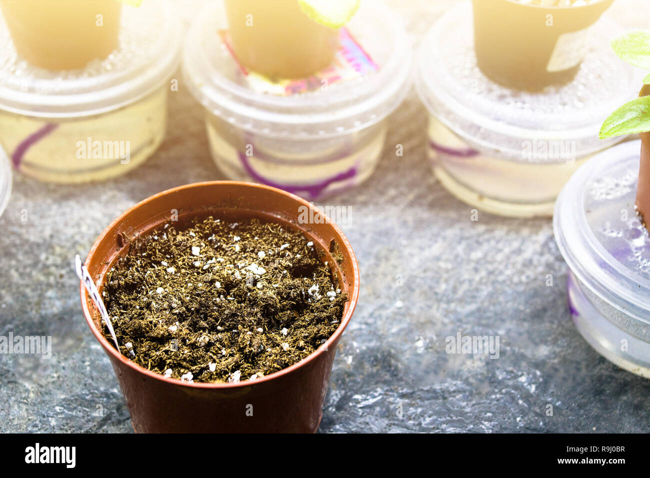 Peat bed hi-res stock photography and images - Alamy