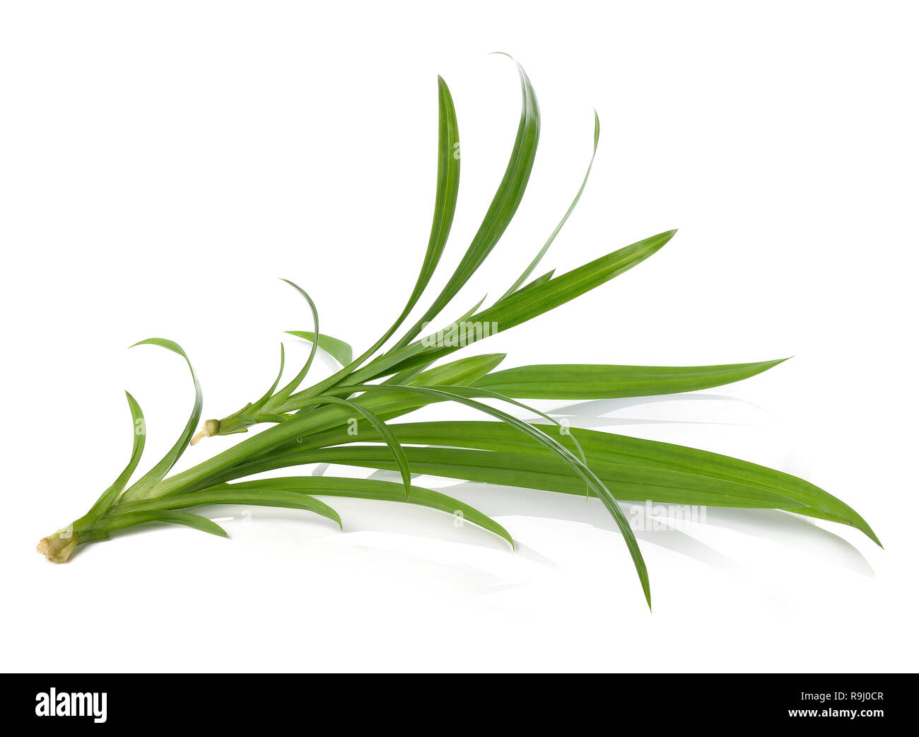 pandan isolated on white background Stock Photo - Alamy