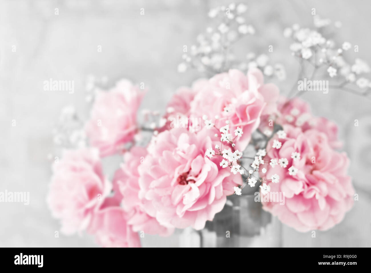 rose flower blossom - wedding, holiday and floral garden styled concept ...