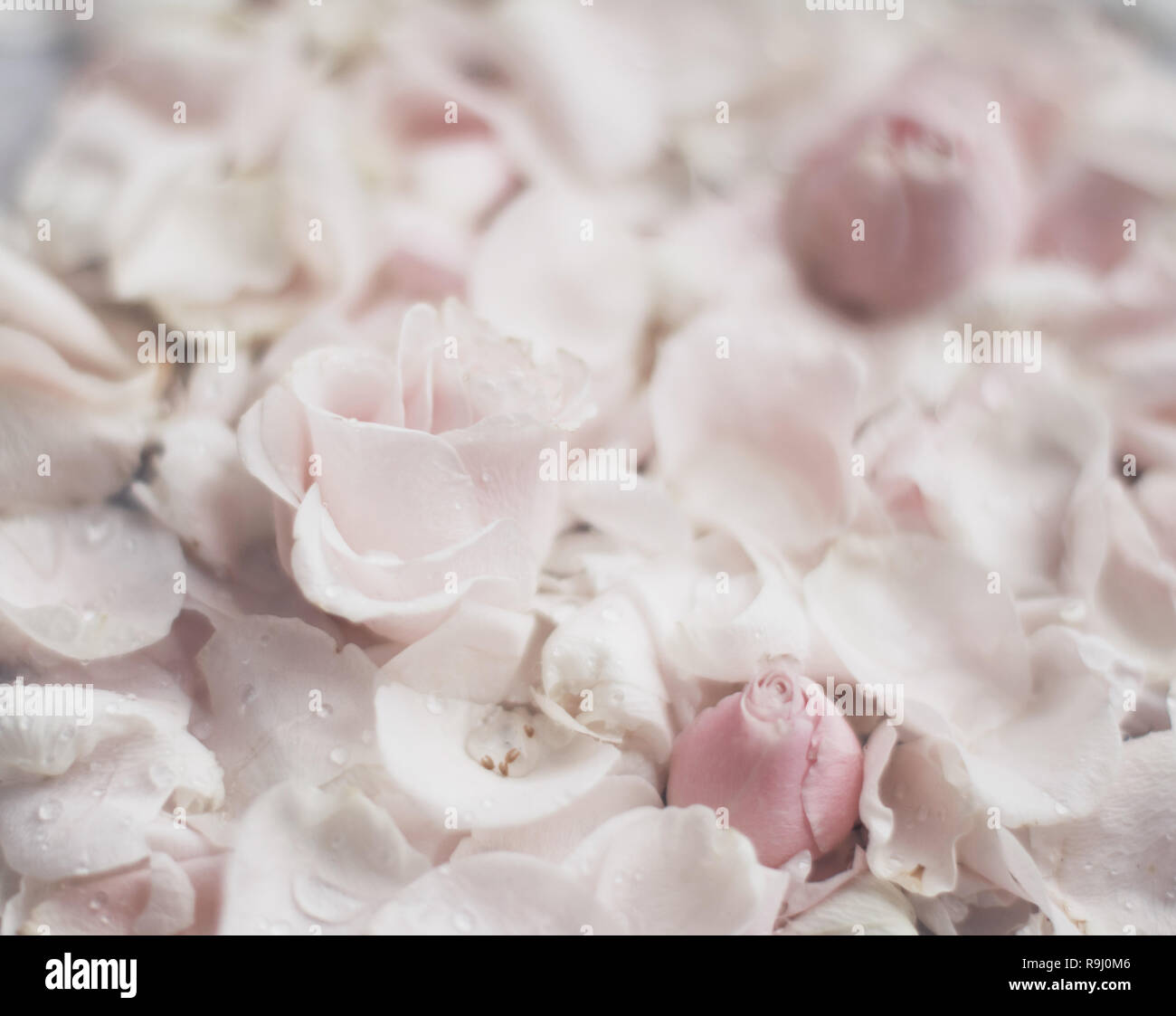 rose flower petals on marble - wedding, holiday and floral garden ...