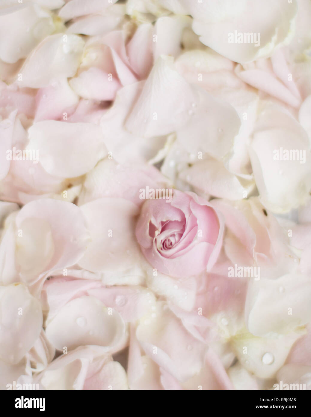 rose flower petals on marble - wedding, holiday and floral garden ...