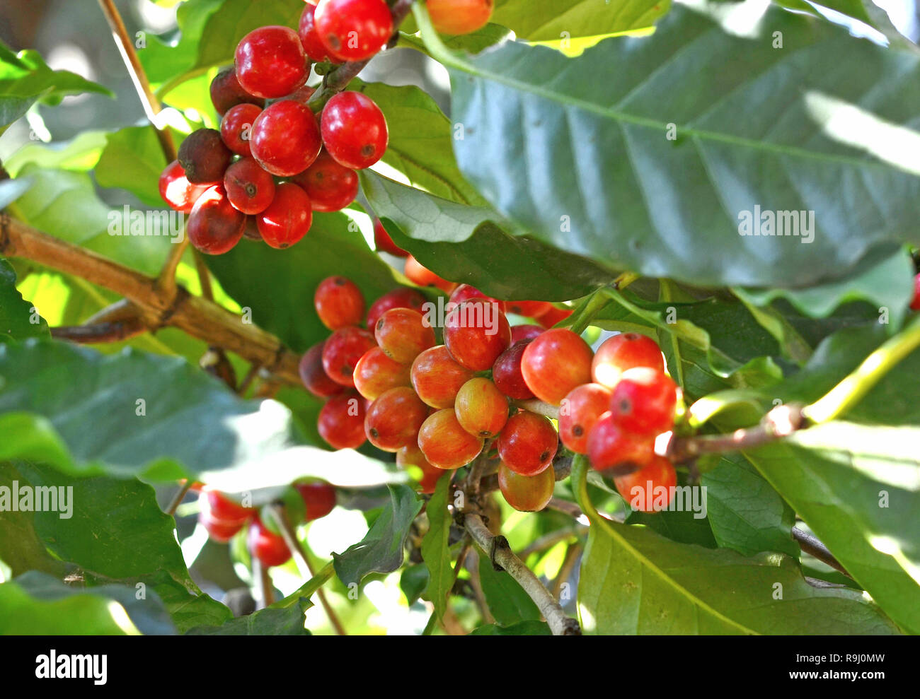 Coffee beans ripening on tree in North of thailand Stock Photo - Alamy