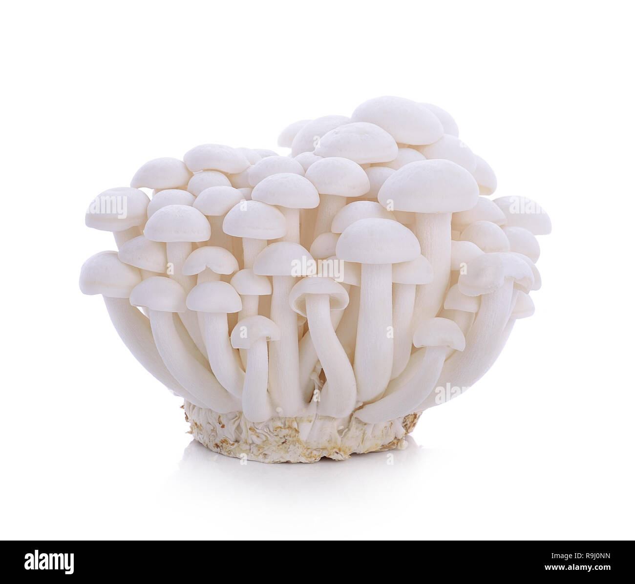 brown beech mushroom isolated on white background Stock Photo - Alamy