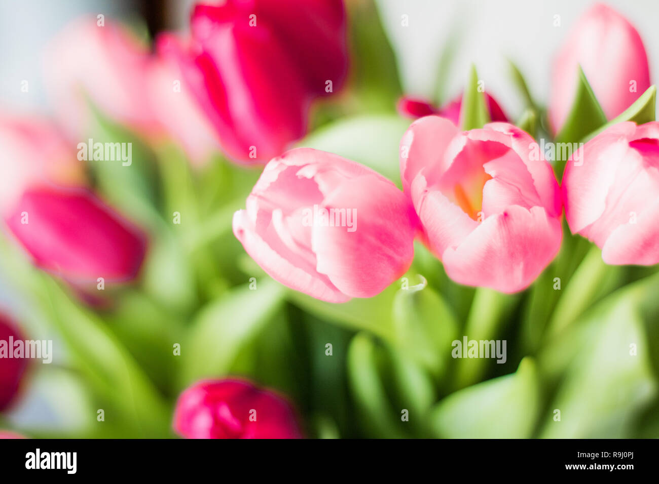 tulip bouquet - wedding, holiday and floral garden styled concept ...