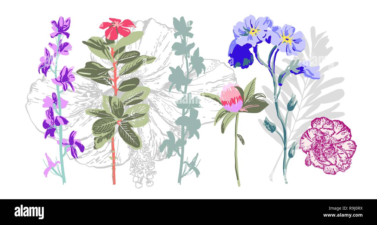 set of hand drawing botanical floral elements - wild flowers Stock ...