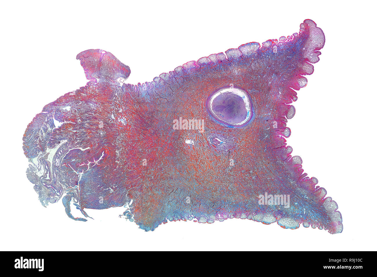 Cross section of Burgundy snail ( Helix pomatia Stock Photo - Alamy