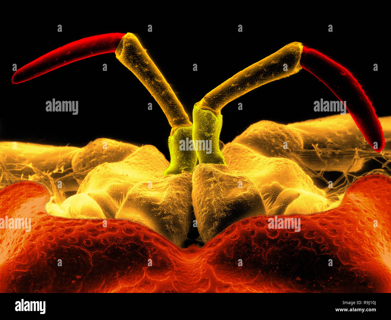 Saduria entomon is a benthic isopod crustacean of the family ...