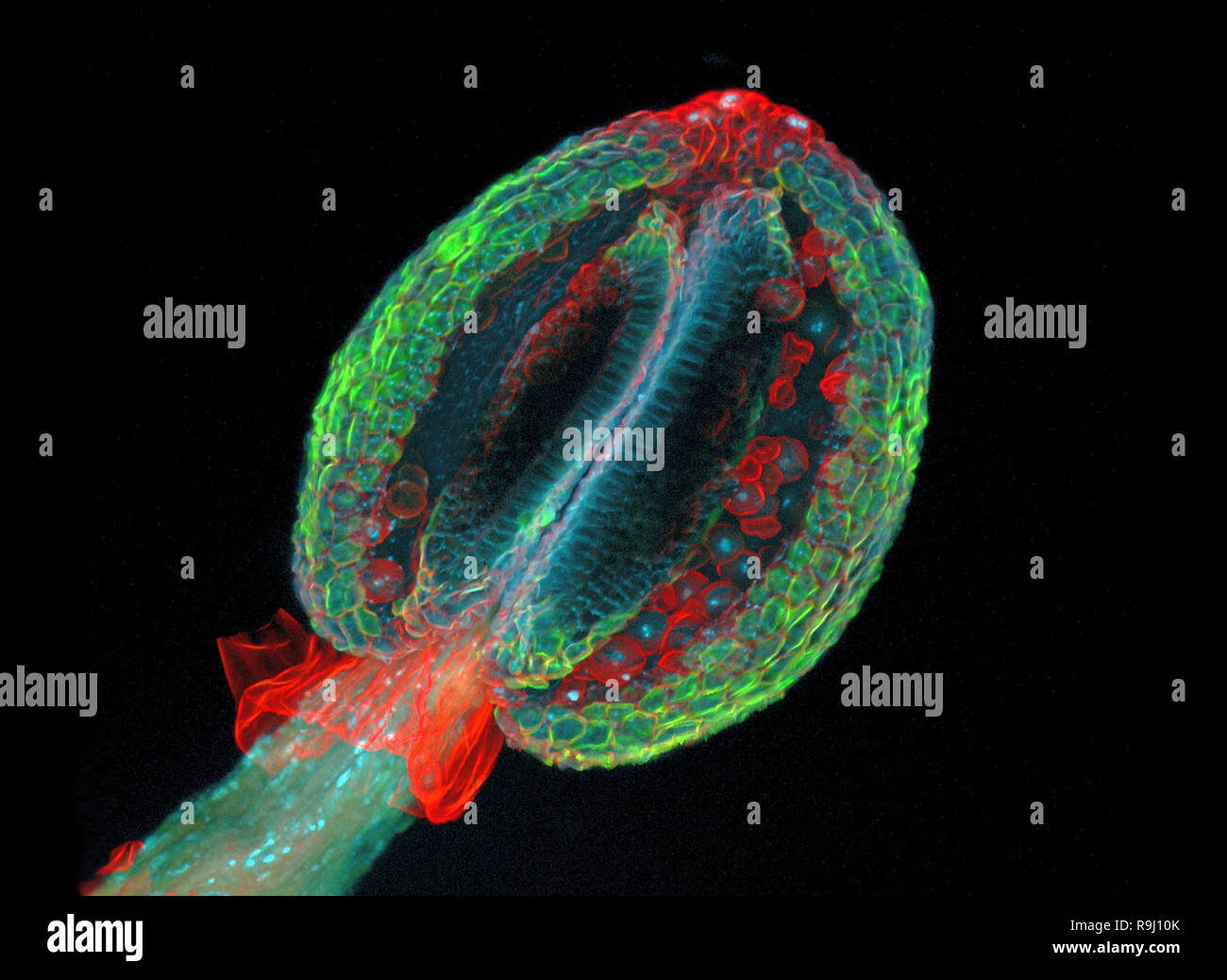 Anther of thale cress (Arabidopsis thaliana Stock Photo - Alamy