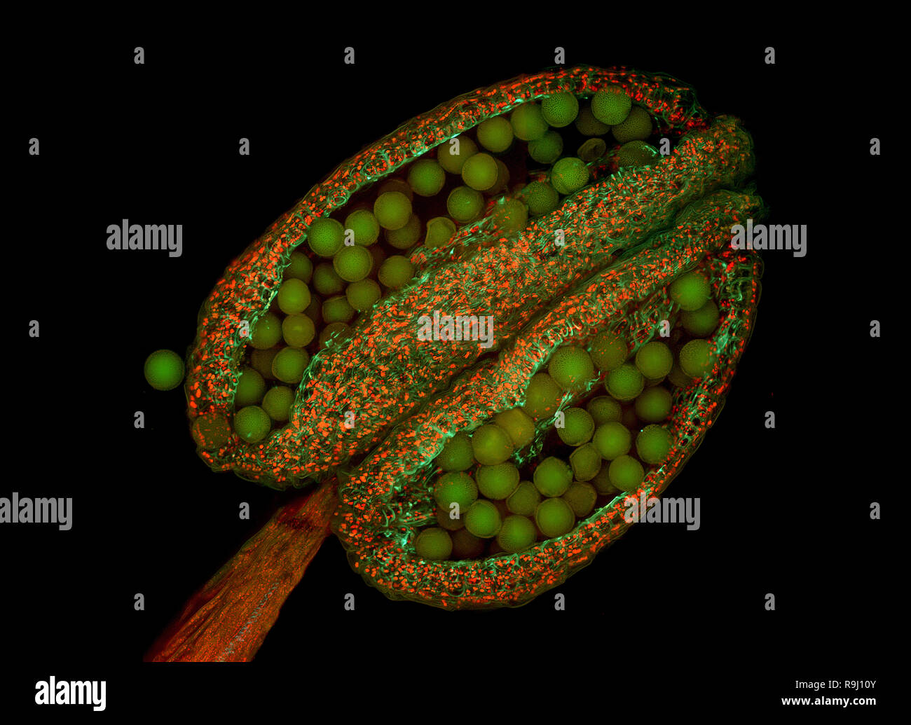 Arabidopsis microscope hi-res stock photography and images - Alamy