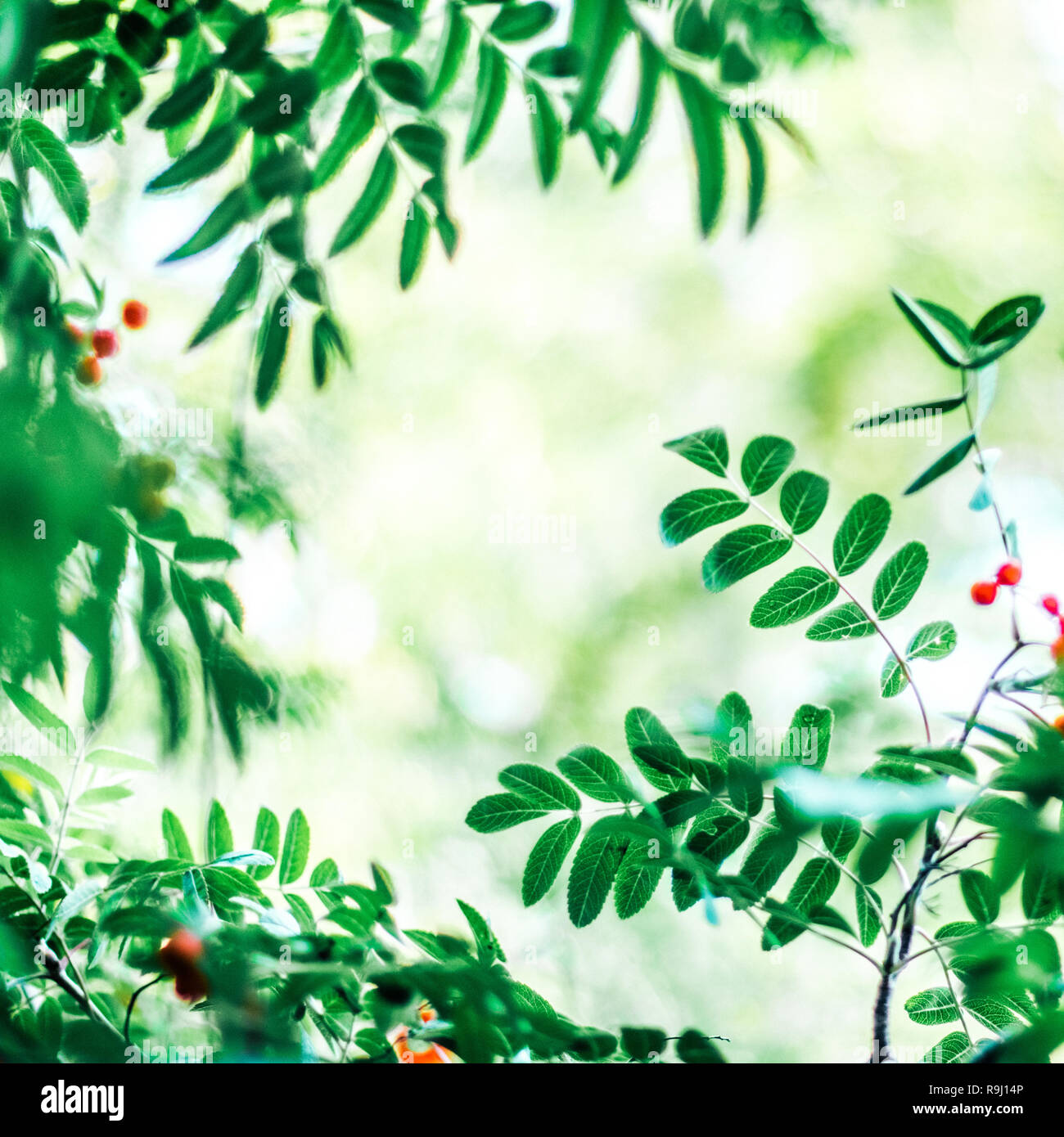 beauty of nature - environment, ecology, plants and gardening concept ...