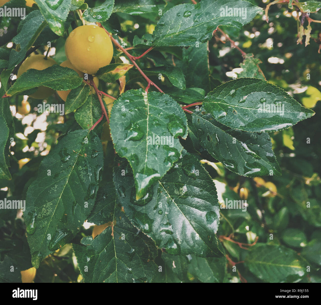 beauty of nature - environment, ecology, plants and gardening concept ...