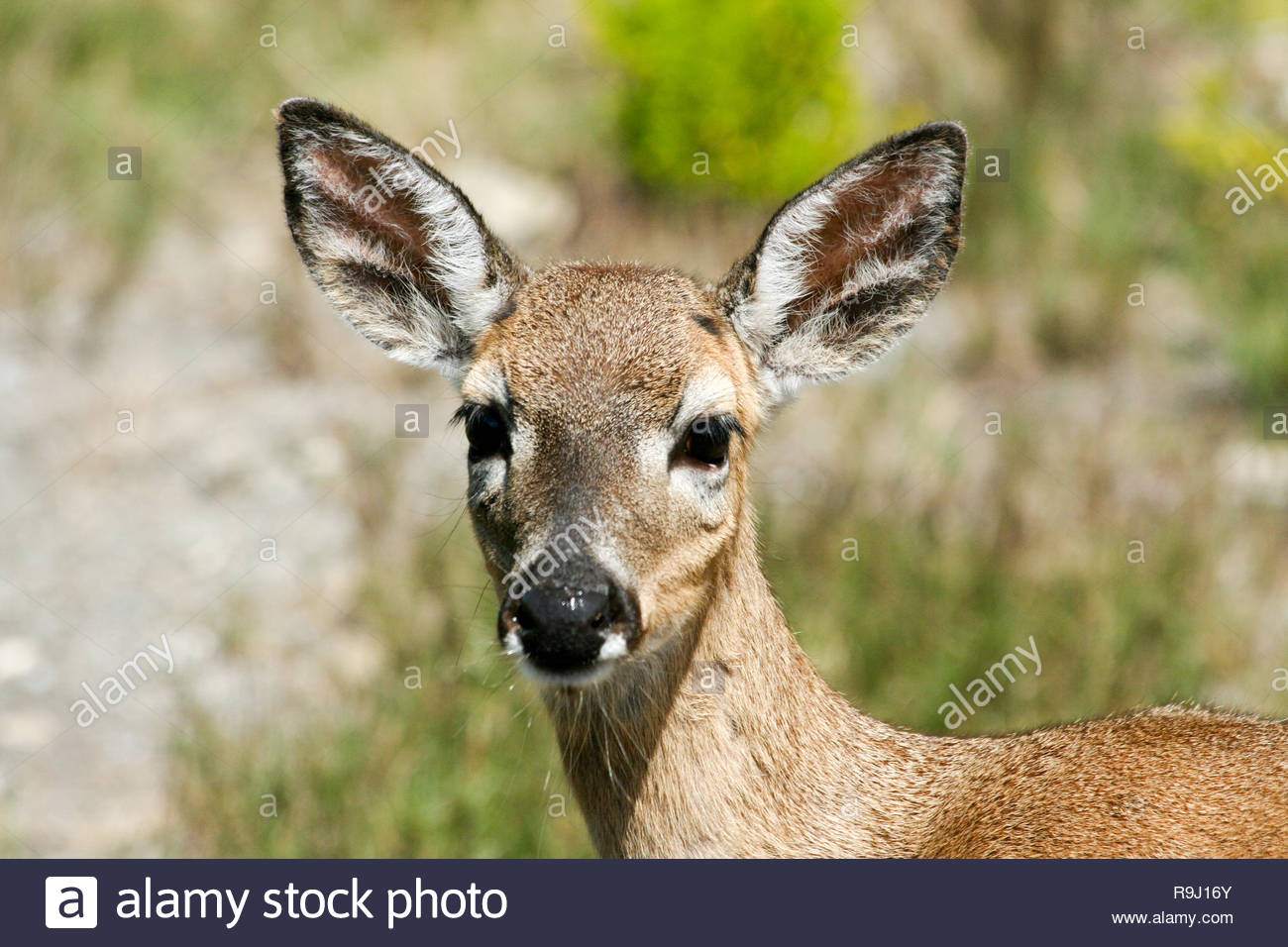 Florida Deer White Stock Photos & Florida Deer White Stock Images - Alamy