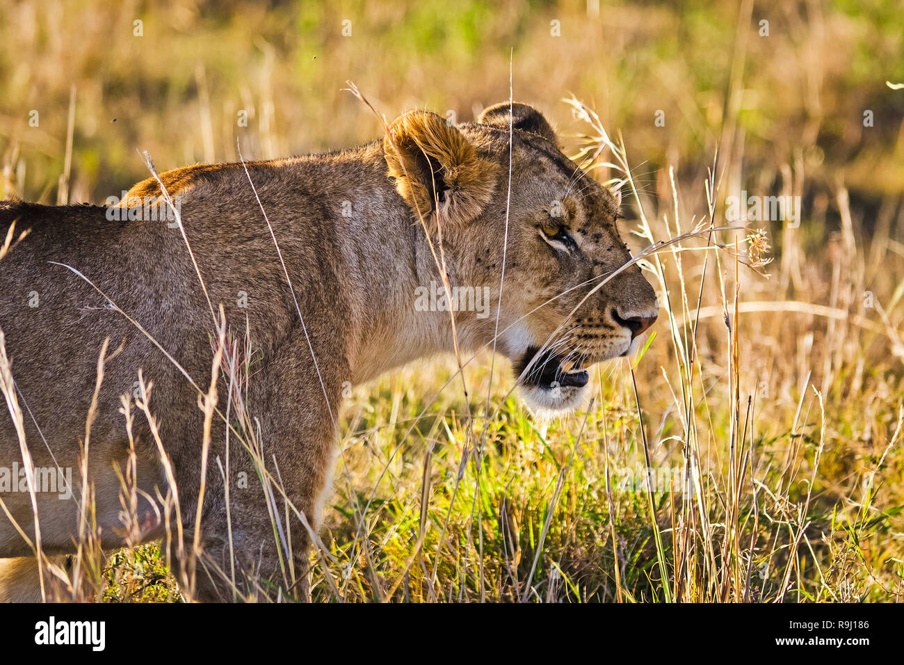 Lion in the wild in the African savannah. Lion - predator felines Stock ...