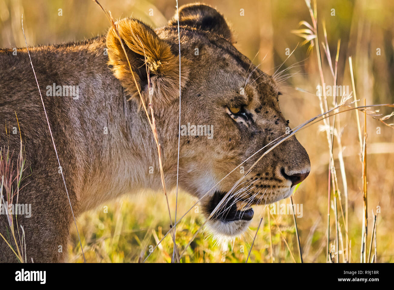 Lion in the wild in the African savannah. Lion - predator felines Stock ...