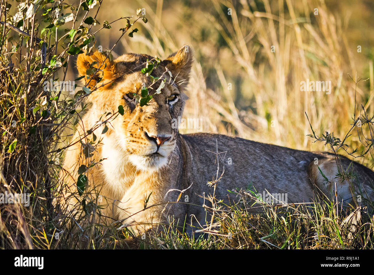 Lion in the wild in the African savannah. Lion - predator felines Stock ...