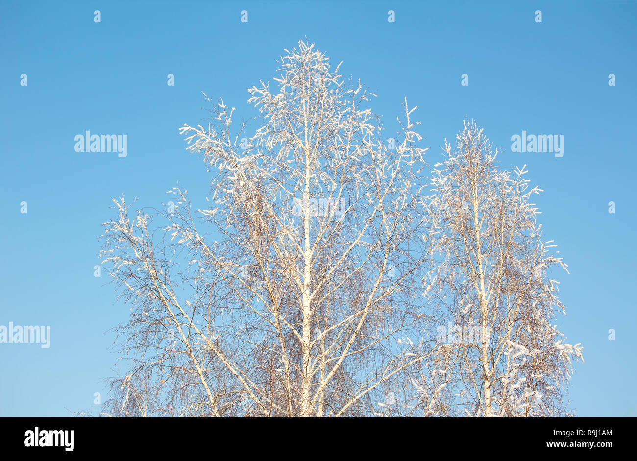 Snow covered tree and crisp clean blue winter sky background Stock ...