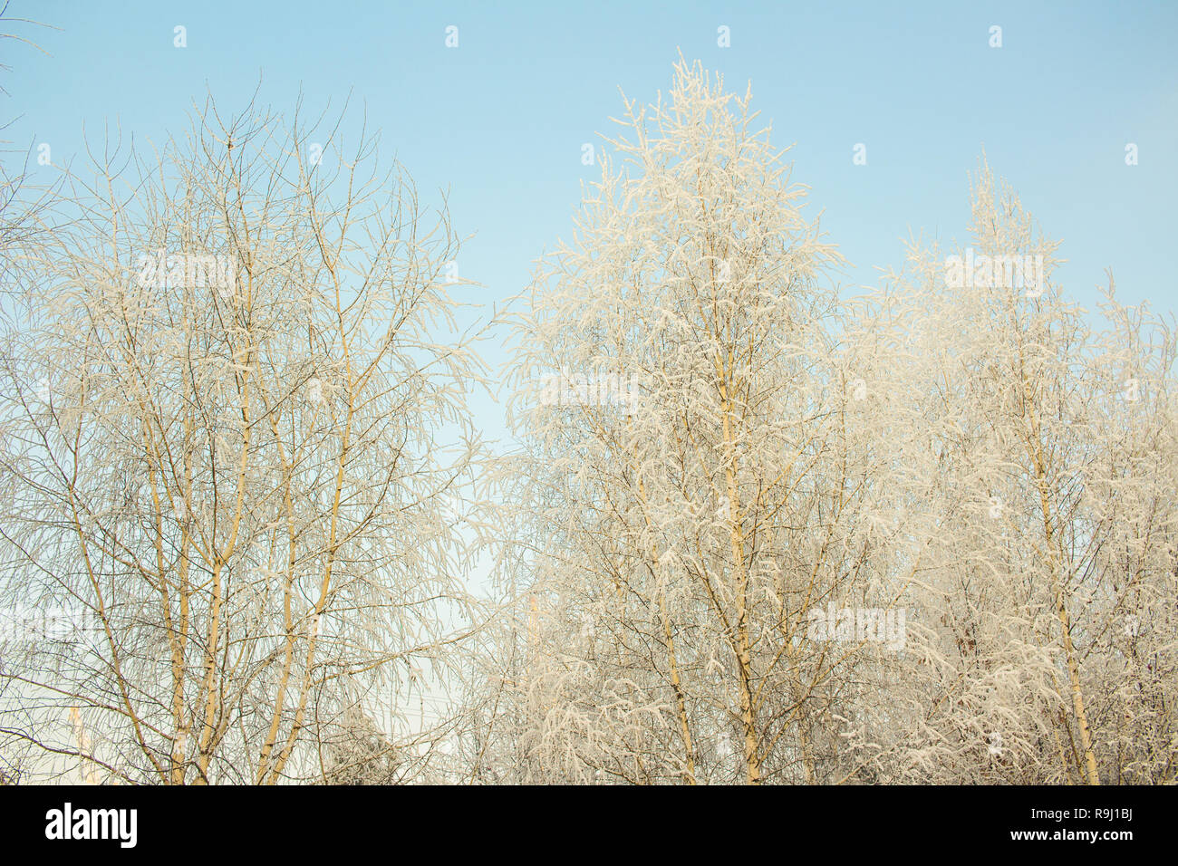 Snow covered frozen tree and sunny clean blue winter sky background ...