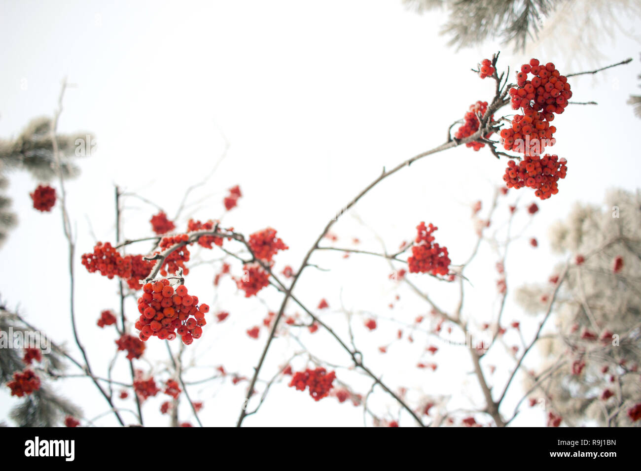 Rowan branch with red berries. Seasonally Christmass and New Year ...