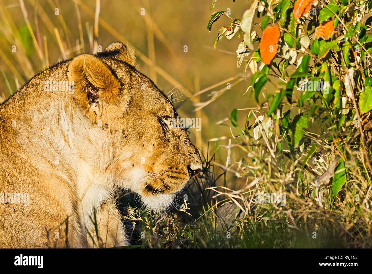 Lion in the wild in the African savannah. Lion - predator felines Stock ...