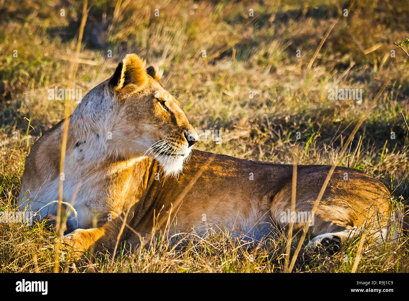 Lion in the wild in the African savannah. Lion - predator felines Stock ...