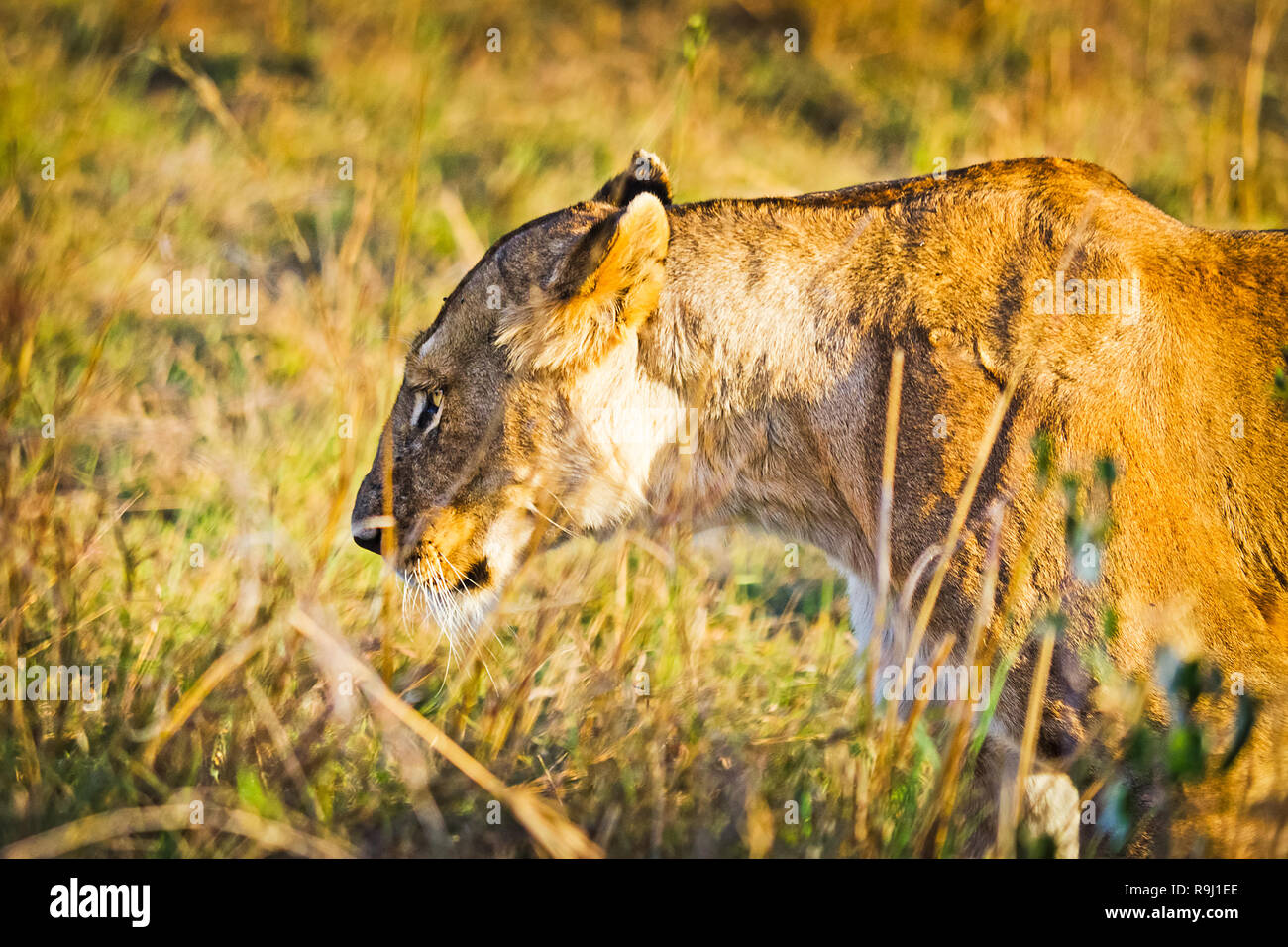 Lion in the wild in the African savannah. Lion - predator felines Stock ...