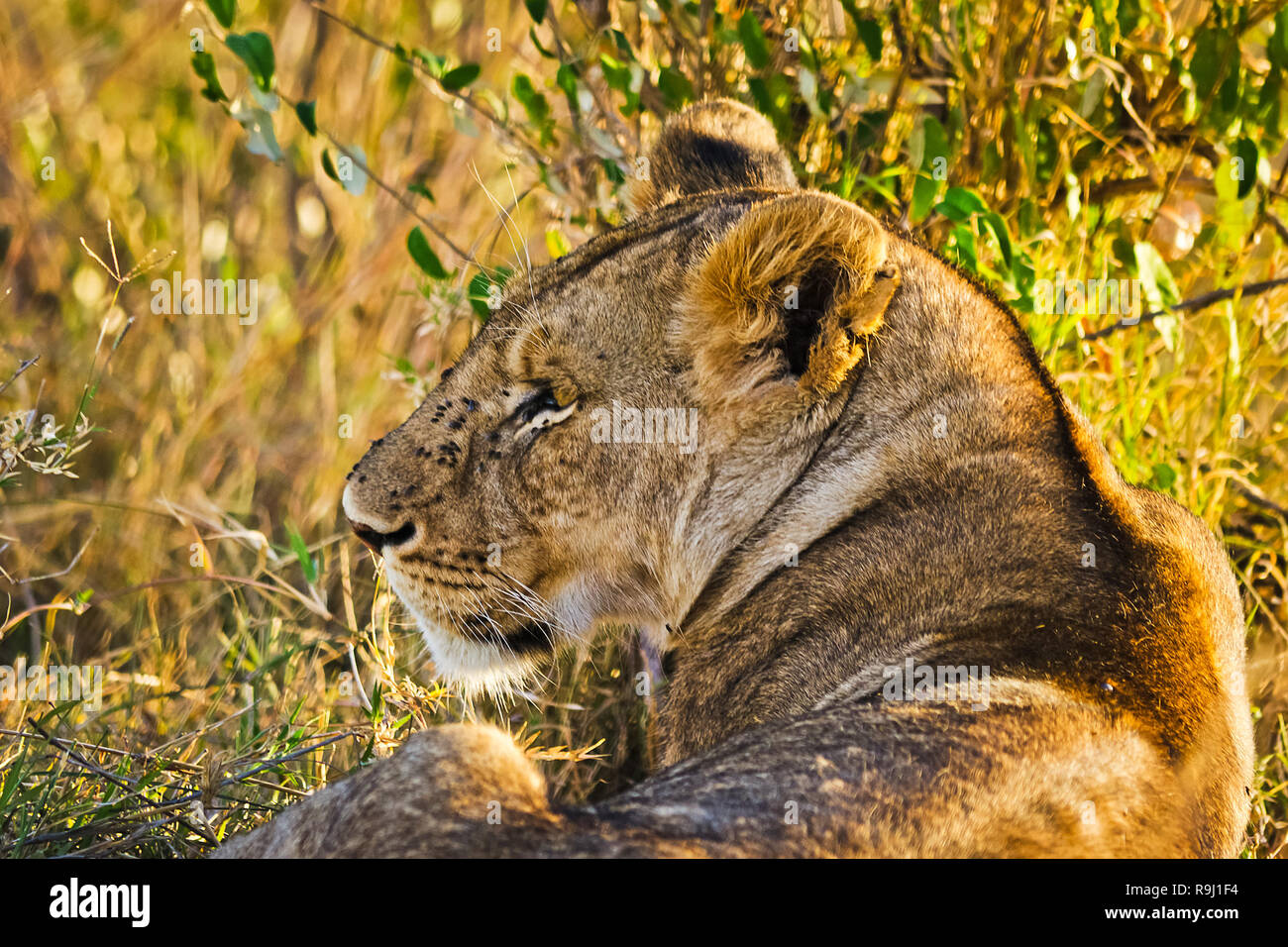 Lion in the wild in the African savannah. Lion - predator felines Stock ...