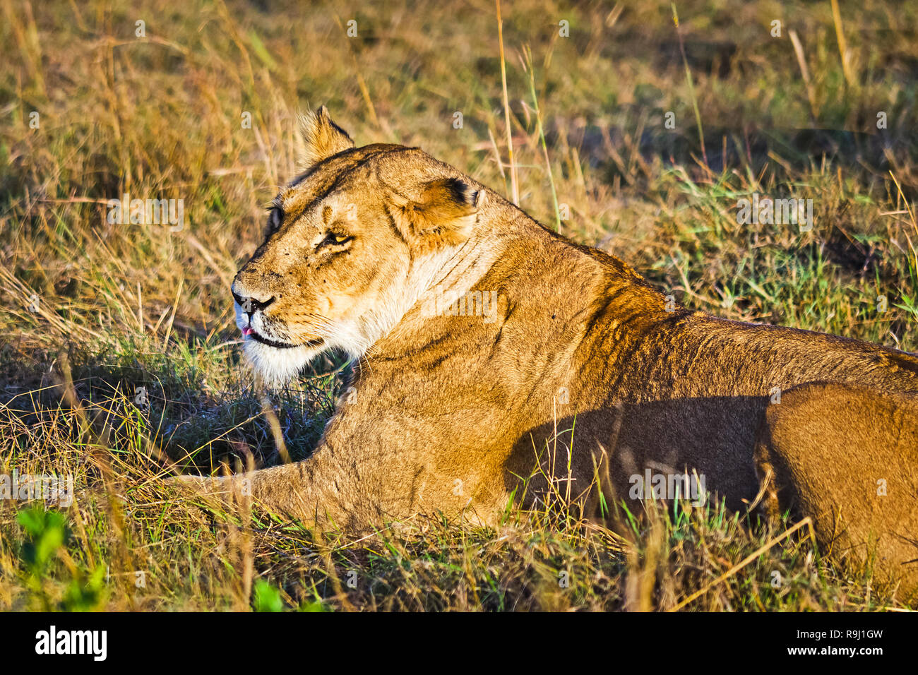 Lion in the wild in the African savannah. Lion - predator felines Stock ...