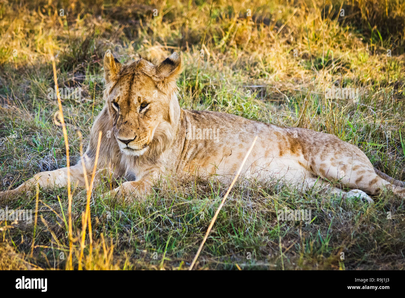 Lion in the wild in the African savannah. Lion - predator felines Stock ...
