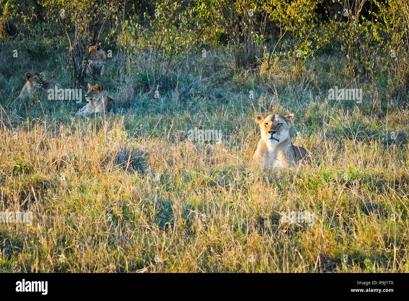 Lion in the wild in the African savannah. Lion - predator felines Stock ...
