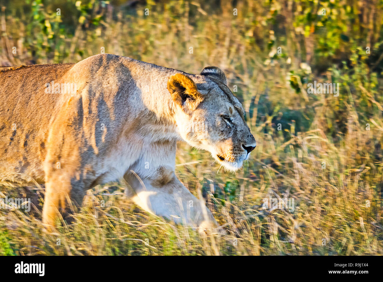 Lion in the wild in the African savannah. Lion - predator felines Stock ...