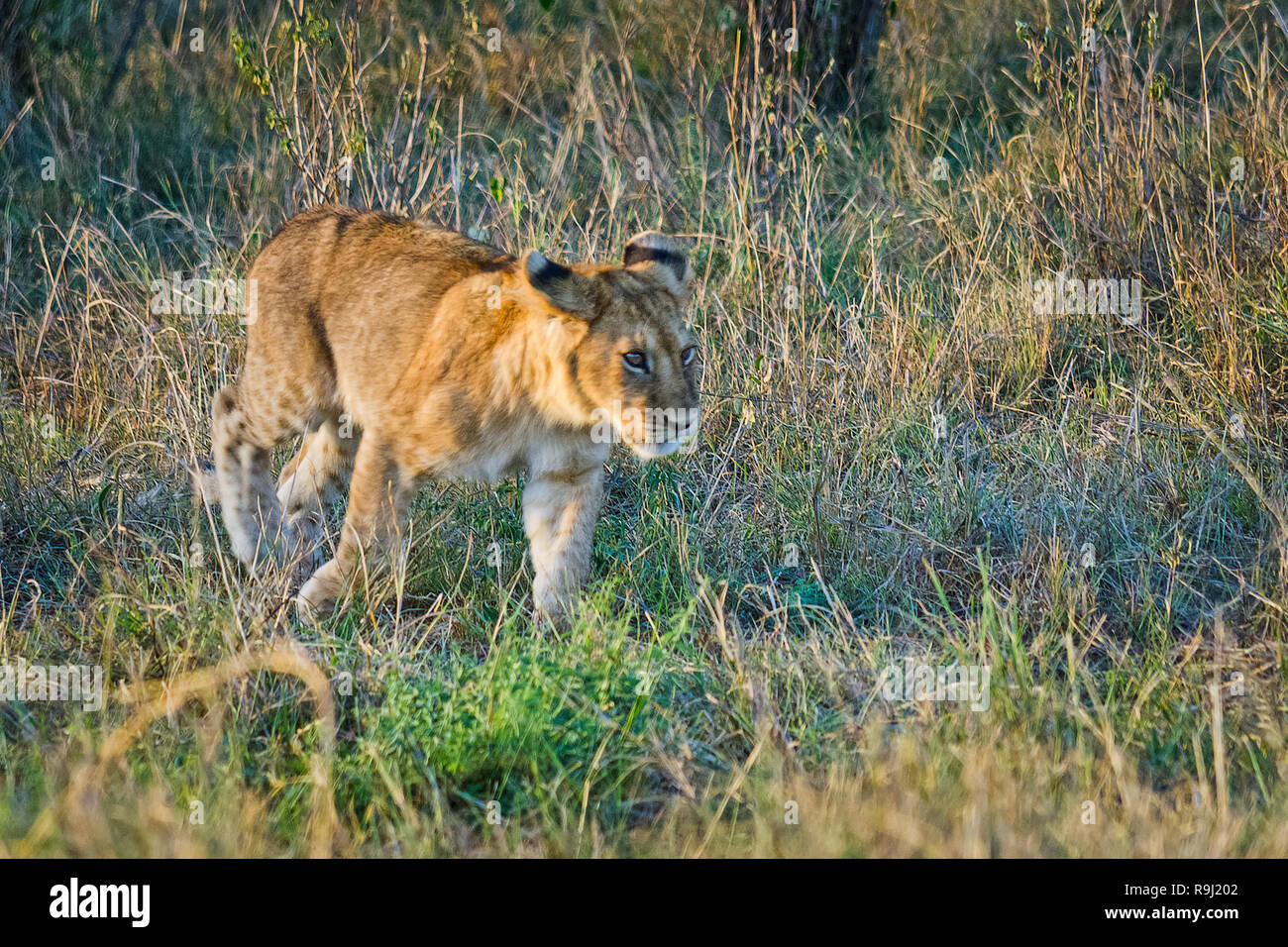 Lion in the wild in the African savannah. Lion - predator felines Stock ...