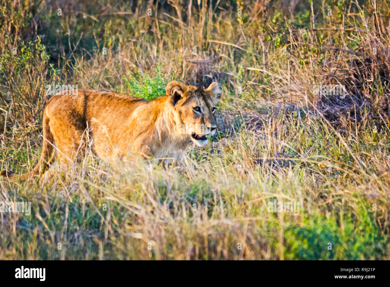 Lion in the wild in the African savannah. Lion - predator felines Stock ...