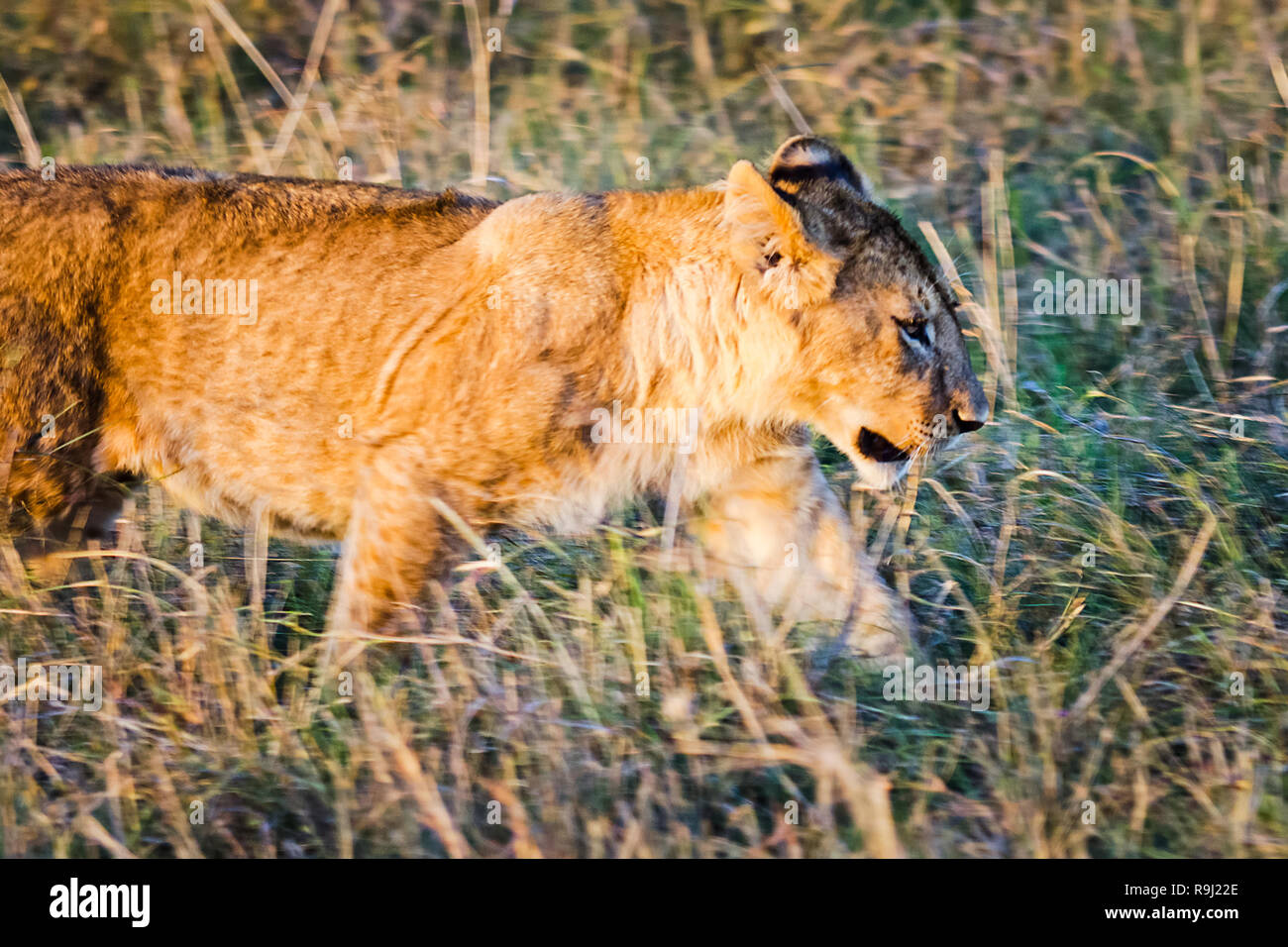 Lion in the wild in the African savannah. Lion - predator felines Stock ...