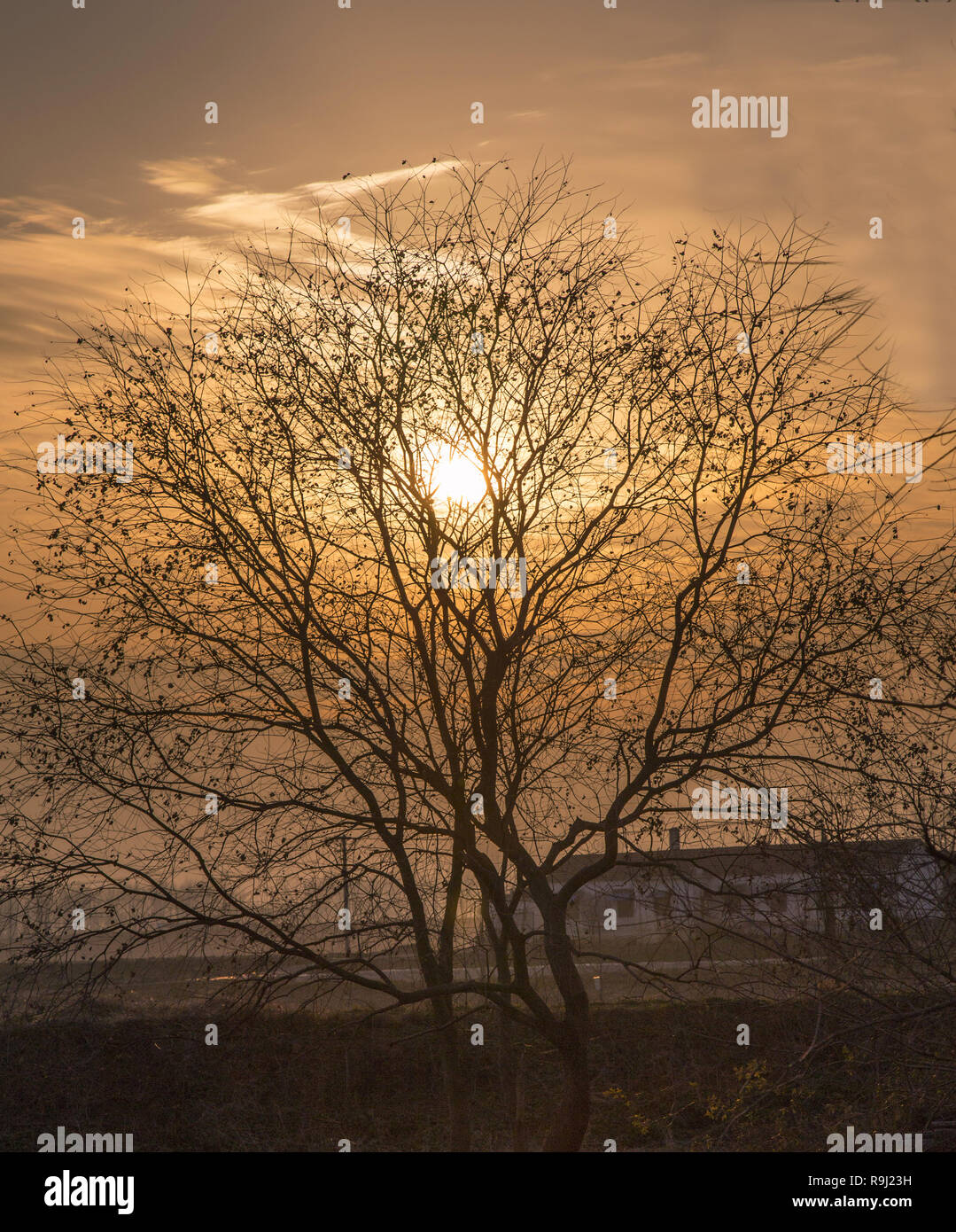 Old vine in sunset hi-res stock photography and images - Alamy