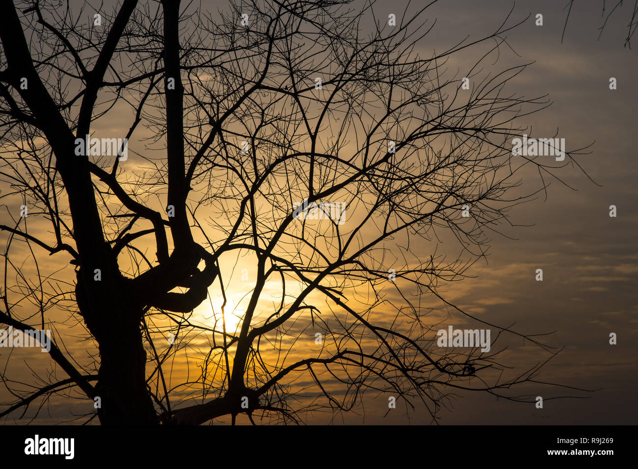 Old Willow Tree Setting in the West Stock Photo - Alamy