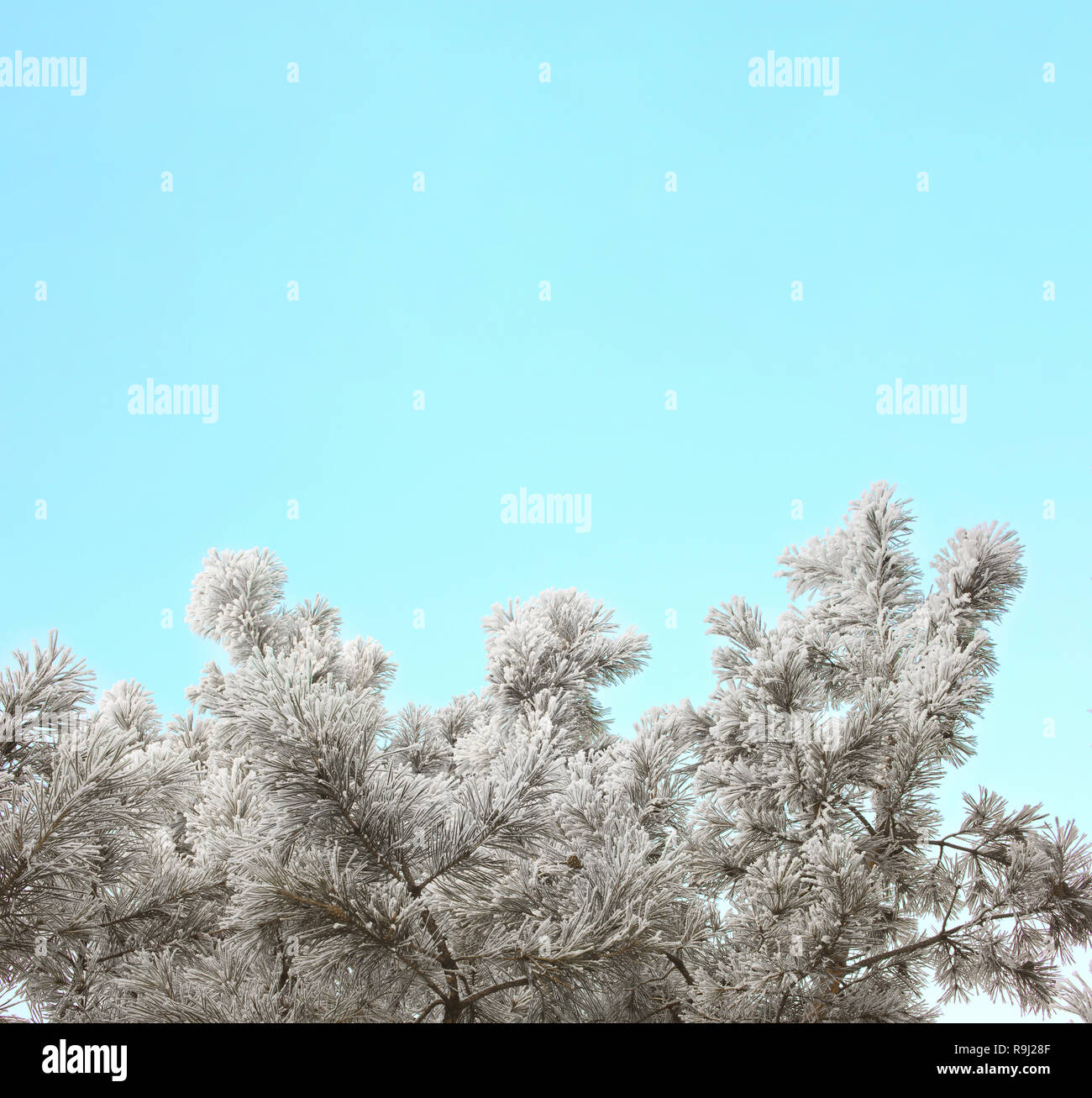 Snow covered frozen pine tree and clean blue winter sky Stock Photo - Alamy