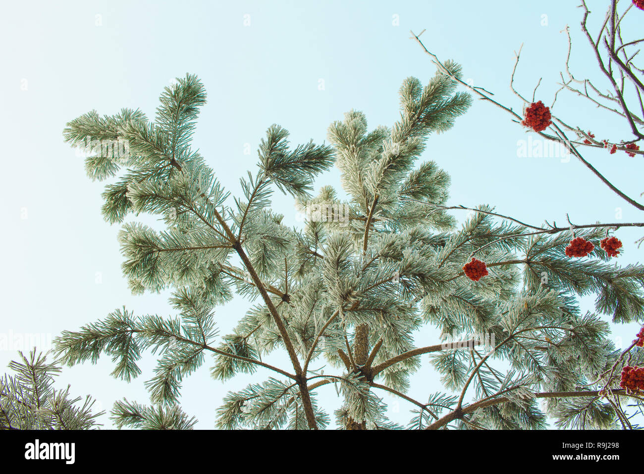 Rowan tree winter hi-res stock photography and images - Alamy