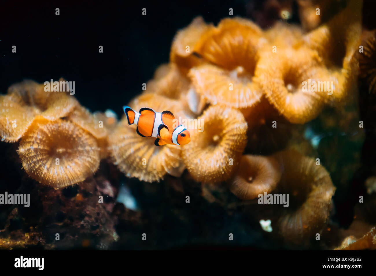 Orange Clownfish Or Amphiprion Percula Or Percula Clownfish And Clown ...